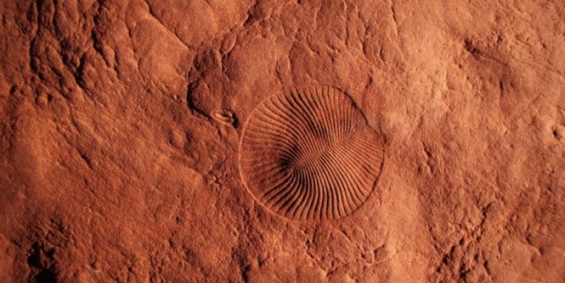 Geobiologists Shine New Light on Earth’s First Known Mass Extinction ...