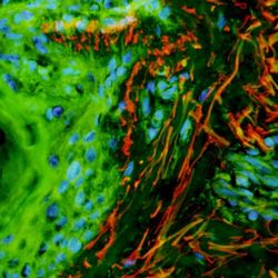 Next Generation Microscopy | Lab Manager