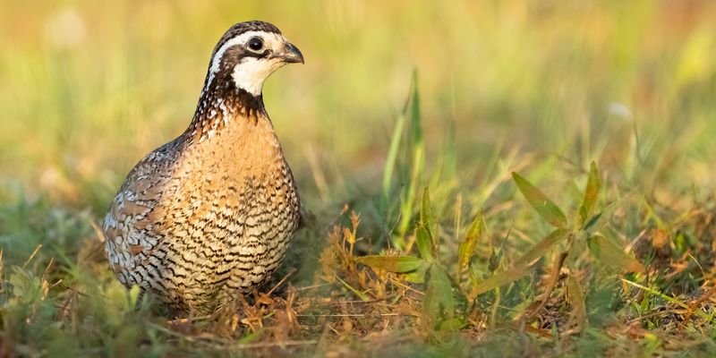 Biologist Applies Quality Control for Quail | Lab Manager