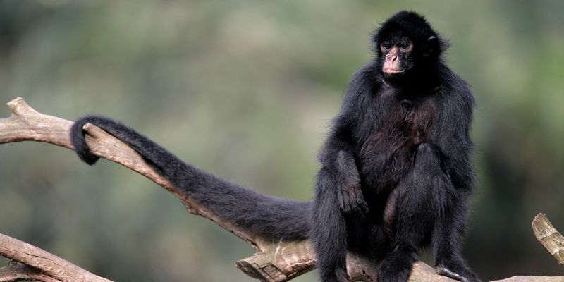 1,700-Year-Old Spider Monkey Remains Discovered in Teotihuacán, Mexico ...