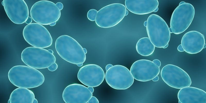 Early Snapshot of the Mechanisms That Allowed for Multicellularity ...