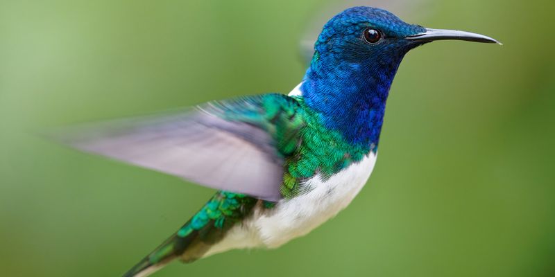 Hummingbird Flight Could Provide Insights for Biomimicry in Aerial ...