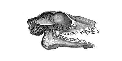 Extinct ‘Monkey Lemur’ Shows Similarities to Fossil Humans | Lab Manager