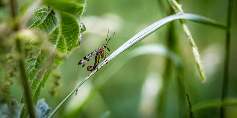 Newly Discovered Scorpionfly Genus with Bizarre Appearance | Lab Manager