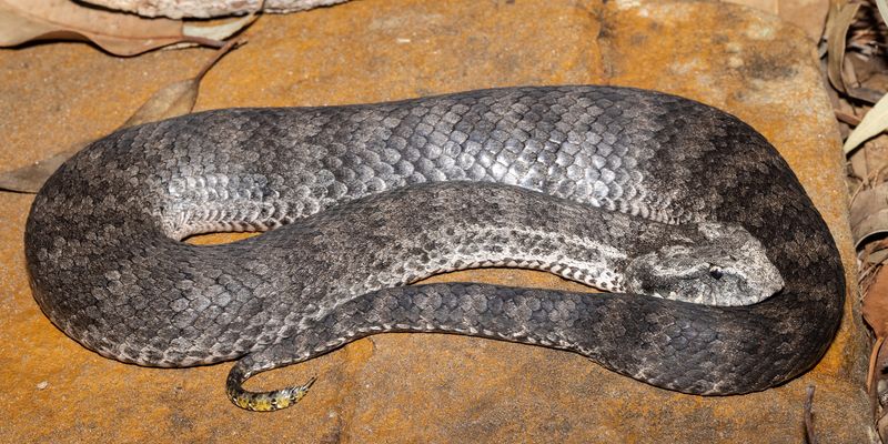 Researchers Find the Snake Clitoris | Lab Manager