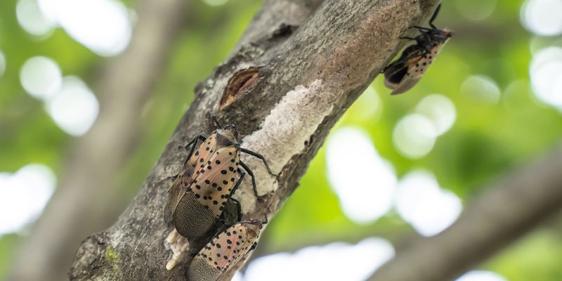 Study Examines Feeding Damage Caused by Spotted Lanternflies on Young ...