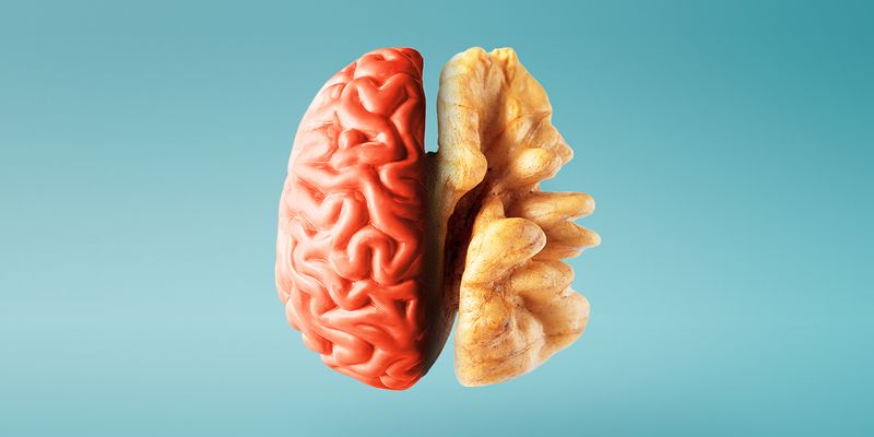 Walnuts the New Brain Food for Stressed University Students | Lab Manager
