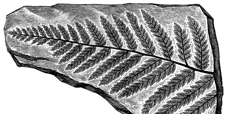 New Discovery Reveals UV Radiation Played a Part in Mass Extinction ...