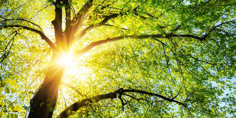 Special Drone Collects Environmental DNA from Trees | Lab Manager
