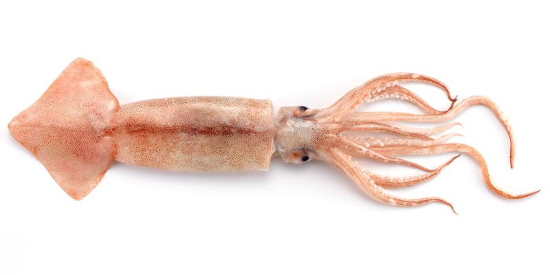 Squid Tissues and Chemistry Combine for Versatile Hydrogels | Lab Manager