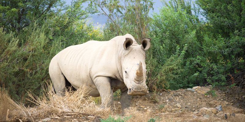 New Paths for Rhino Conservation Are Needed | Lab Manager