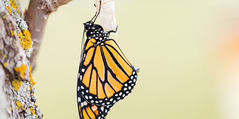 Scientists Discover the Evolutionary Secret behind Different Animal ...