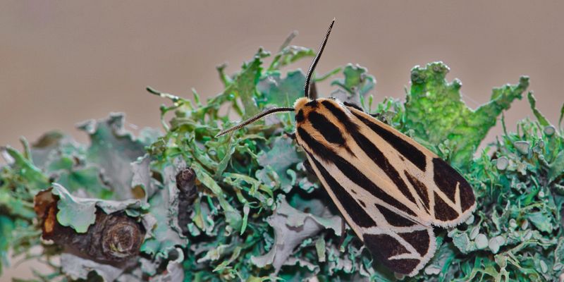 Protected Areas Fail to Safeguard More than 75% of Global Insect ...