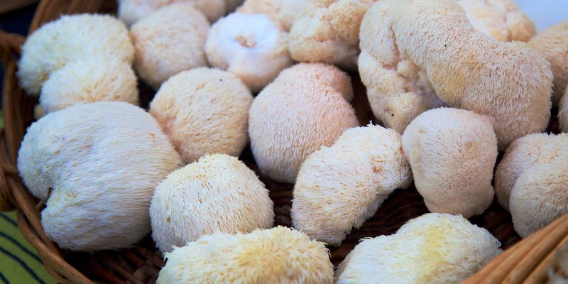 Lion’s Mane Mushrooms Shown to Promote Nerve Growth, Improve Memory ...