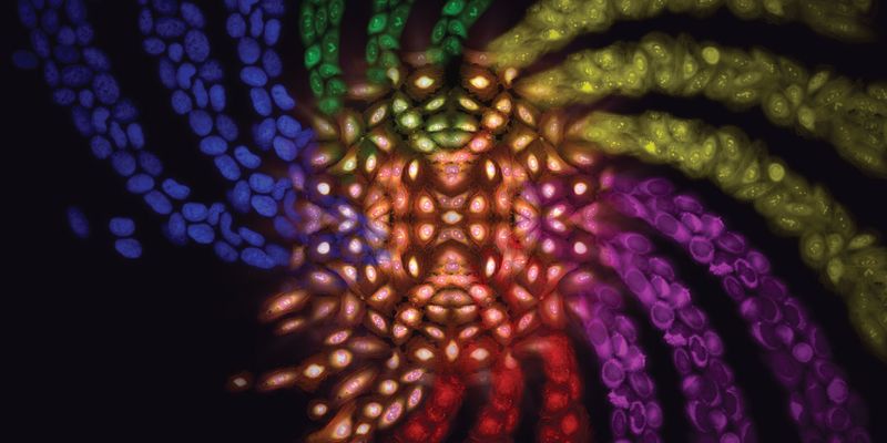 Painting Cells Like an Artist: Rendering Color to the Cellular Realm ...