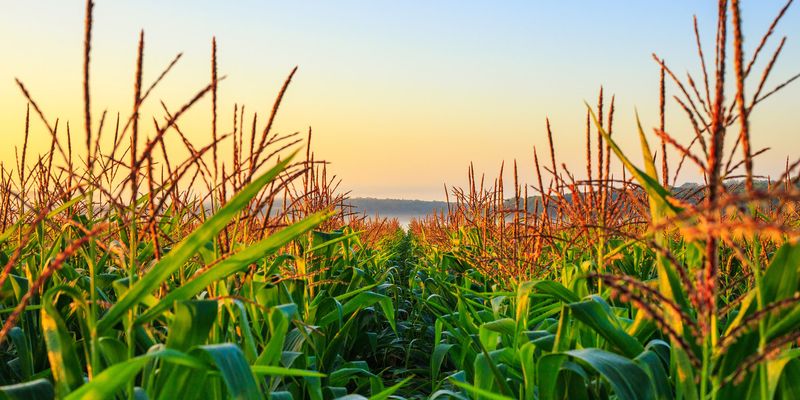 Air Filter Made of Corn Protein Promises Effective, Environmentally ...