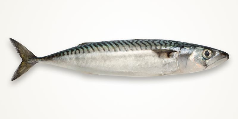 Who Are the First Ancestors of Present-Day Fish? | Lab Manager