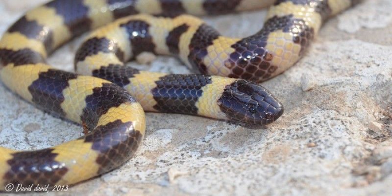 A New Snake Family Was Identified—Micrelapidae | Lab Manager