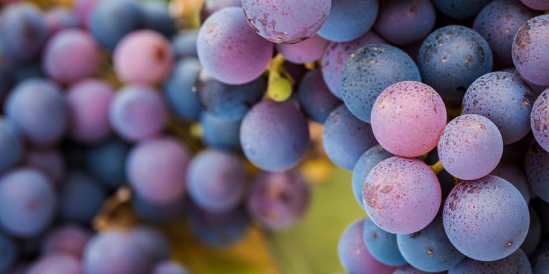 The Origin of the World’s Grapevines | Lab Manager