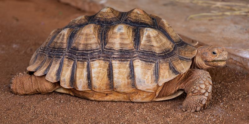 Case Study of Rare, Endangered Tortoise Highlights Conservation ...