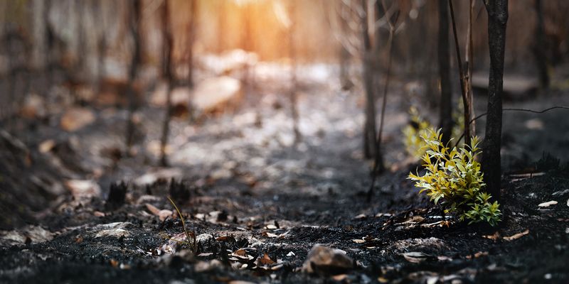 Hotter and Drier Conditions Limit Forest Recovery from Wildfires | Lab ...