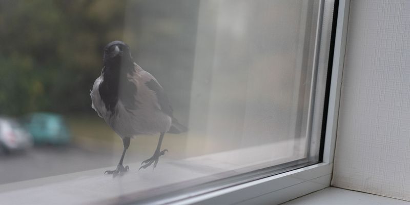 Grassroots Data Vital for Reducing Deadly Bird-Window Strikes | Lab Manager