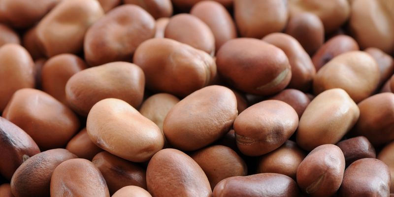 Genes in Beans! Bean Genome Sequenced for Improved Nutrition | Lab Manager