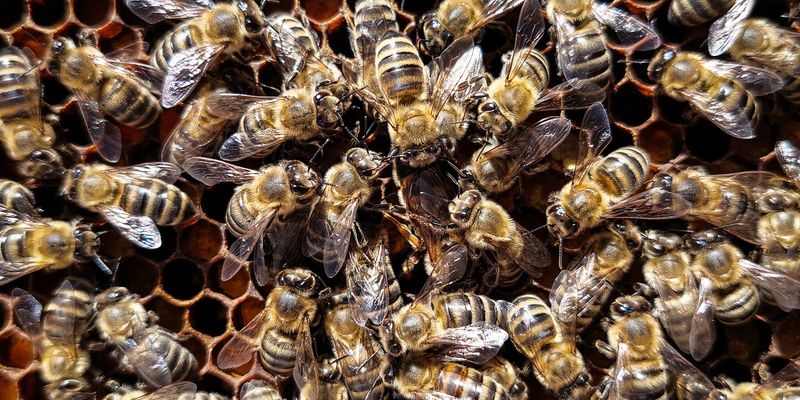 Complex Learned Social Behavior Discovered in Bee’s ‘Waggle Dance ...