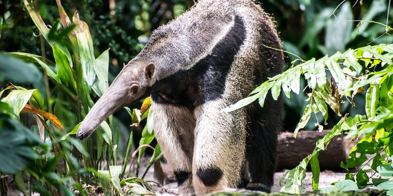 Are Wildlife Documentaries Showing Us the ‘Real’ Natural World? | Lab ...