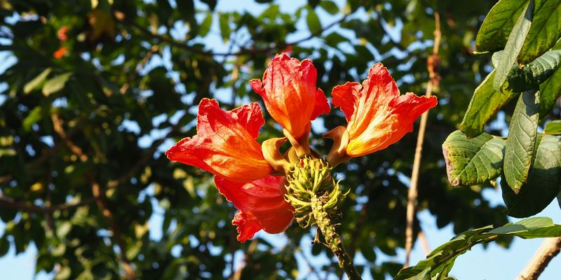 A Non-native Tree Species Reclaims Its Prominence after Extreme Weather ...