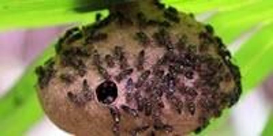 MIT Engineers Repurpose Wasp Venom as an Antibiotic Drug | Lab Manager