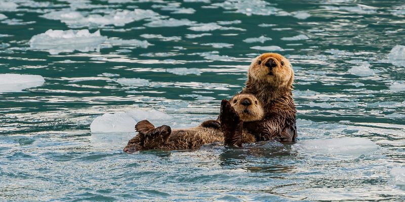 Conserving Wildlife Can Help Mitigate Climate Change | Lab Manager