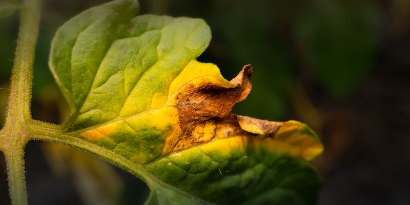 Researchers Assemble Pathogen ‘Tree of Life’ | Lab Manager