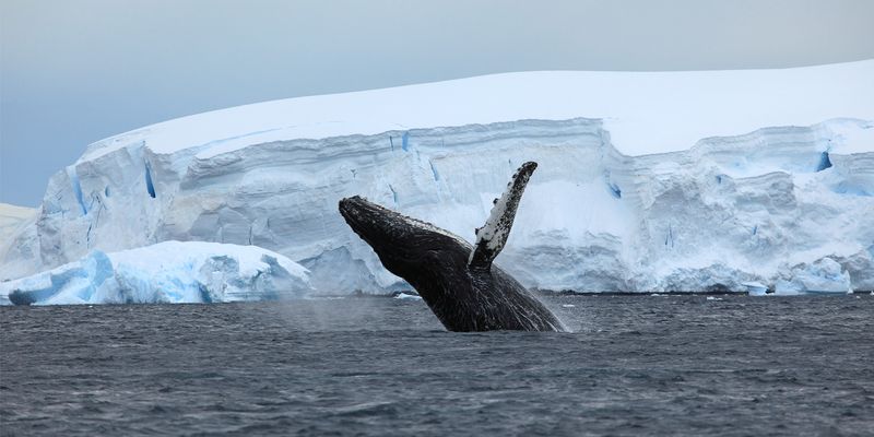 Warming Arctic Draws Marine Predators Northwards | Lab Manager