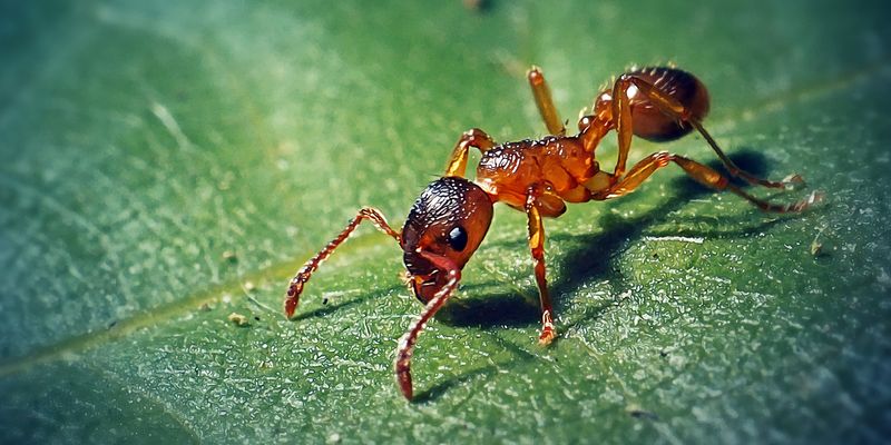 In Florida Study, Non-native Leaf-Litter Ants Are Replacing Native Ants ...