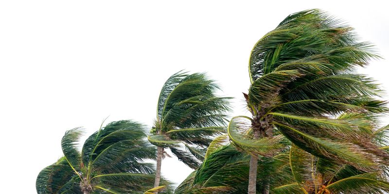 Trees in Areas Prone to Hurricanes Have Strong Ability to Survive | Lab ...