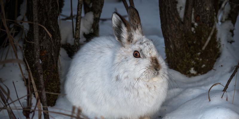 Timing of Snowshoe Hare Winter Color Swap May Leave Them Exposed | Lab ...