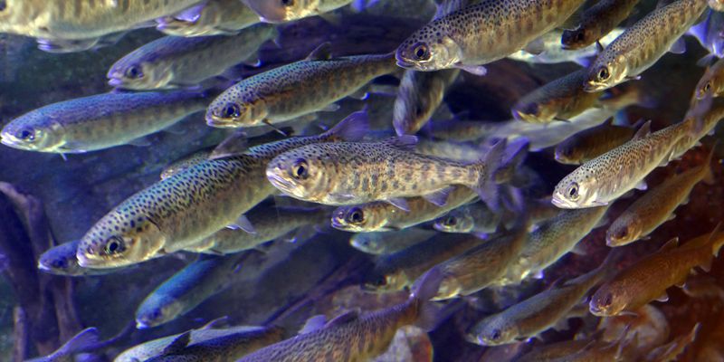 Juvenile Salmon Migration Timing Responds Unpredictably to Climate ...