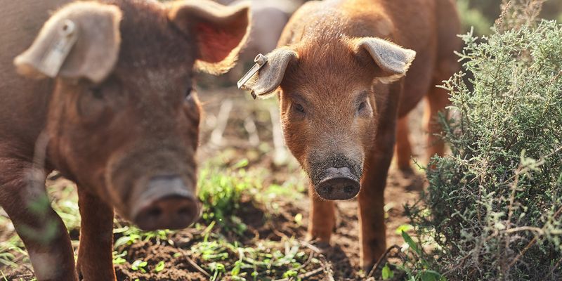 Researchers Track Antimicrobial Resistance in E. coli Isolated from ...