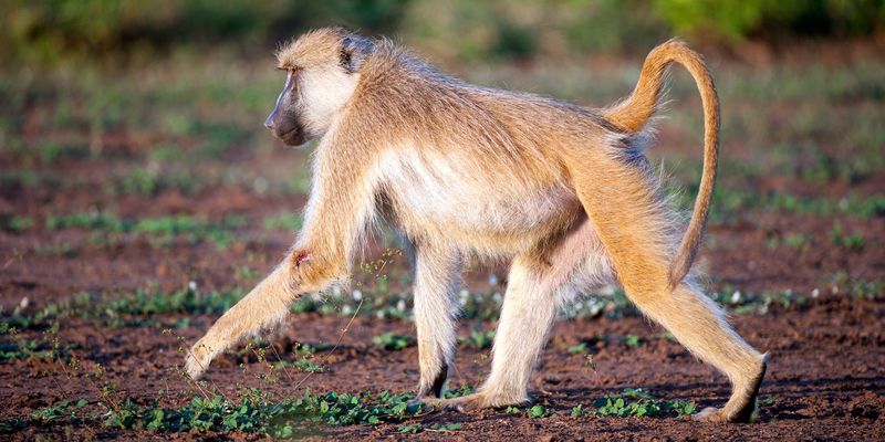 New Conservation Tool Aims to Tackle the Toll of Roads on Primate ...