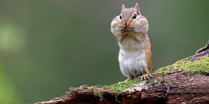 Most Effective Ways of Foraging Can Attract Predators | Lab Manager