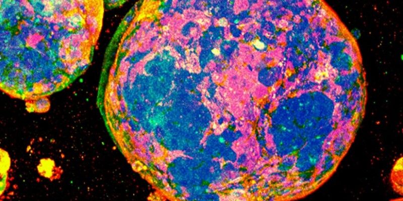 Innovative, Fully Defined Hydrogel Sets New Benchmark in 3D Cell ...