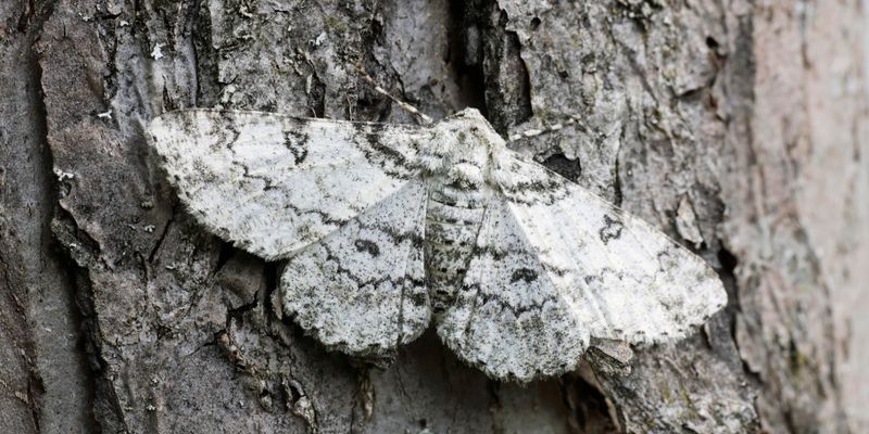 How Evolution Impacts the Environment | Lab Manager