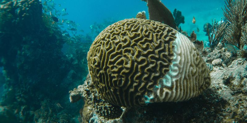 Coral Disease Tripled in the Last 25 Years | Lab Manager