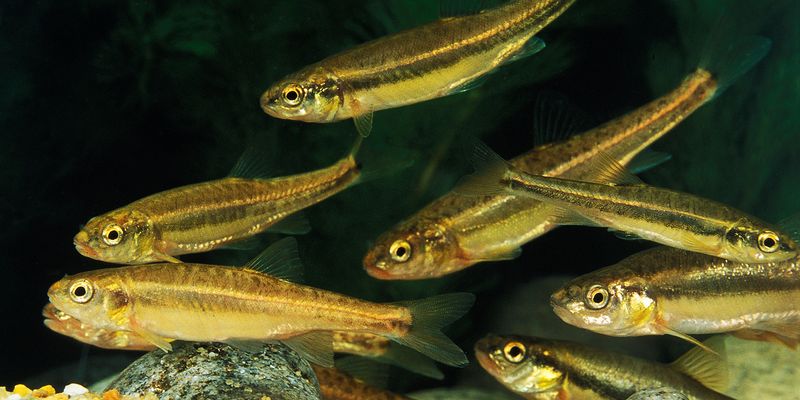 PFAS, PFAS Everywhere: How Pristine Are Laboratory Materials? | Lab Manager