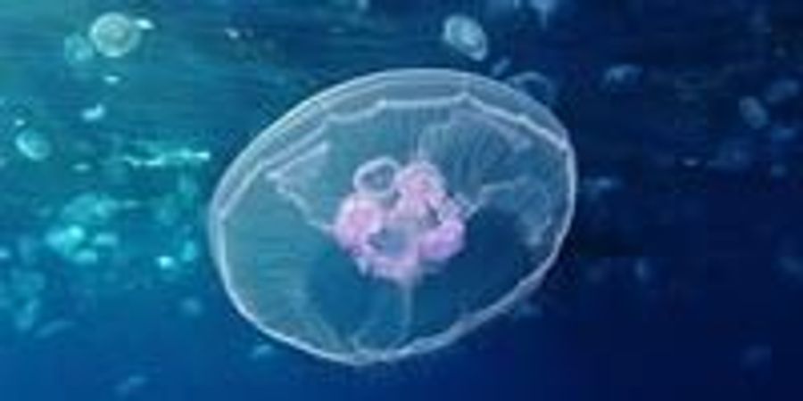 First Jellyfish Genome Reveals Ancient Beginnings of Complex Body Plan ...
