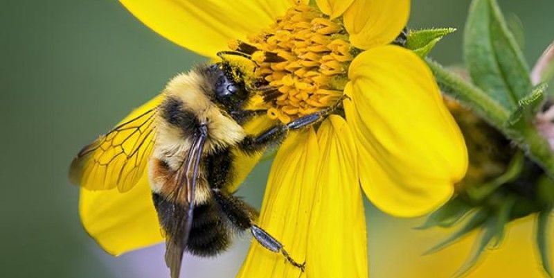 Completing Genome May Offer New Approach to Saving Endangered Bee | Lab ...