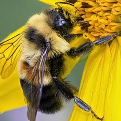 Honey Bee Colonies Down by 16% | Lab Manager