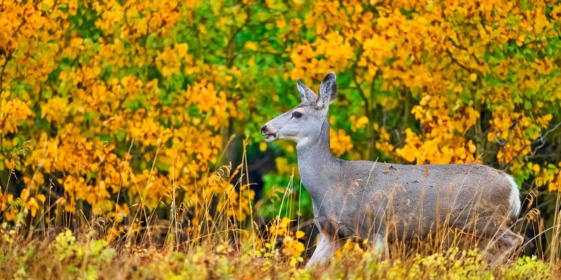 Study Finds Human Impact on Wildlife Even in Protected Areas | Lab Manager