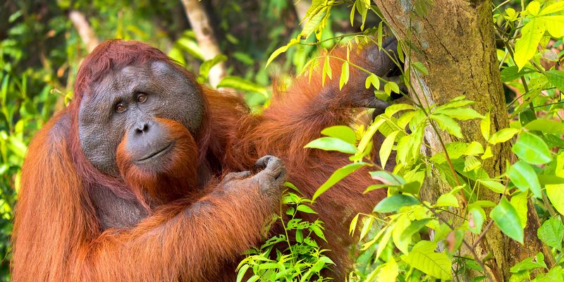 Orangutans Can Make Two Sounds at the Same Time, Similar to Human ...
